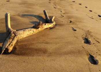 Informasi Sebatang Kayu Terbaru - Islampos