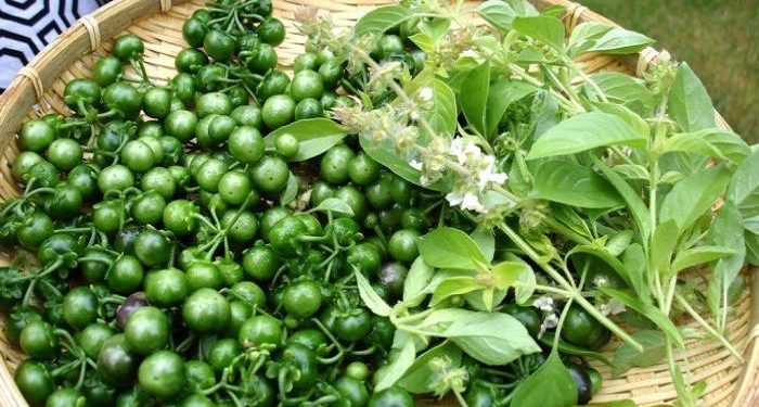 Manfaat Leunca Bagi Kesehatan yang Jarang Diketahui – Islampos