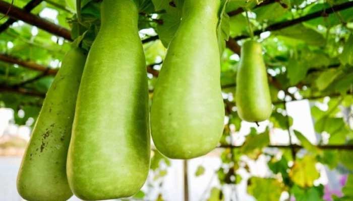 5 Khasiat Labu Air Bagi Kesehatan Tubuh - Islampos