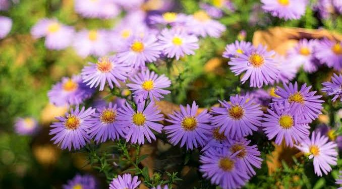 Bunga Aster punya 5 manfaat Baik untuk Kesehatan – Islampos